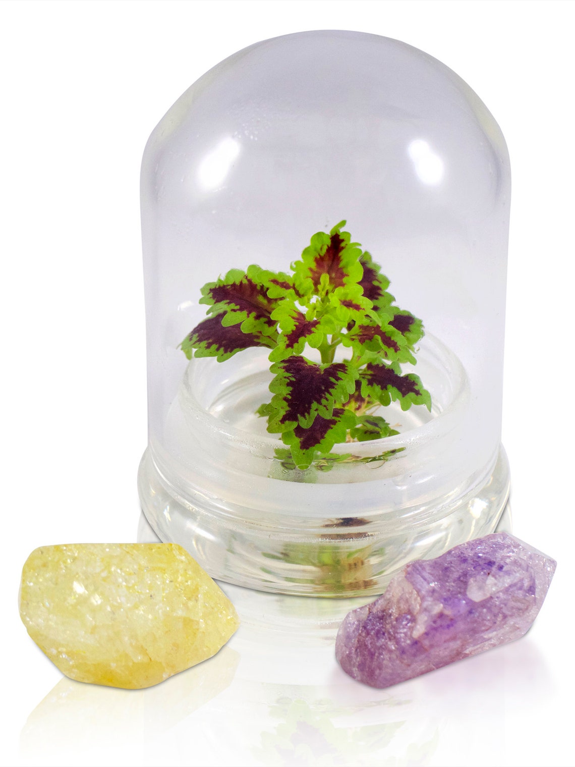 Rainbow Floral Terrarium - Self Grow, Maintenance Free -coleus - 4" Dom ...