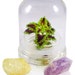 Rainbow Floral Terrarium - Self Grow, Maintenance Free -coleus - 4" Dom ...