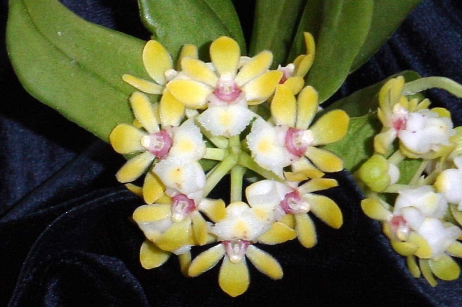 Gastrochilus Japonicus the Yellow Pine Orchid Bloom-ready - Etsy Australia