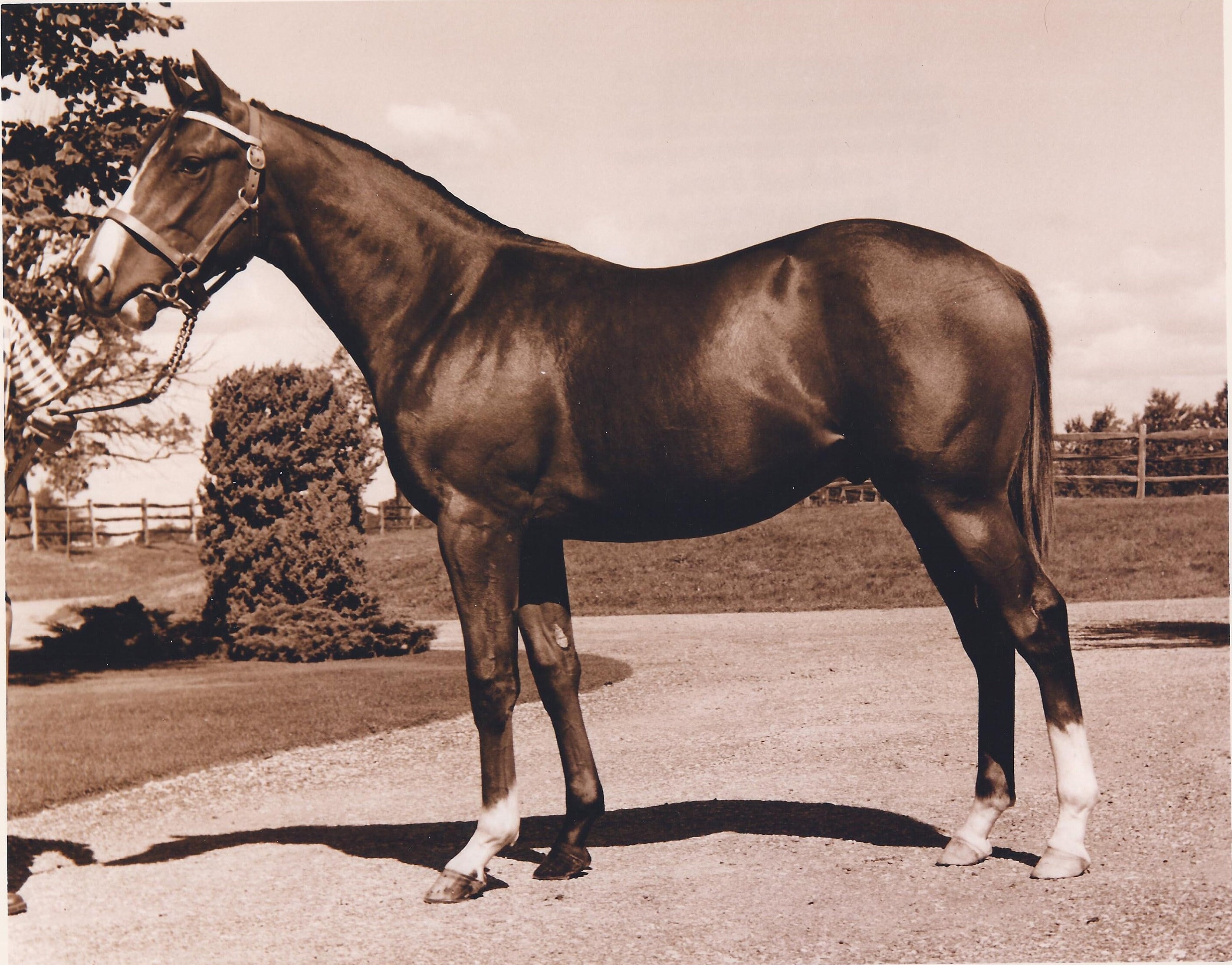 Northern Dancer Yearling 1962 Poster Art Photo Horse Racing Equine ...