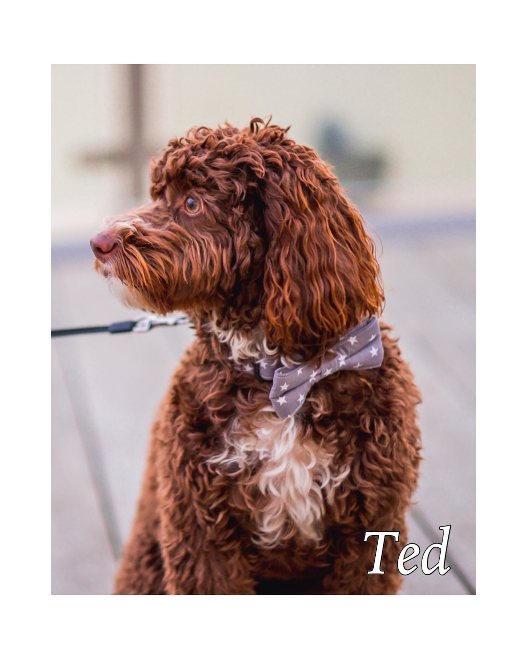 Dog Bow Tie, Dog Dicky Bow, Grey Star Dog Bowtie, Unisex Dog Bowtie ...