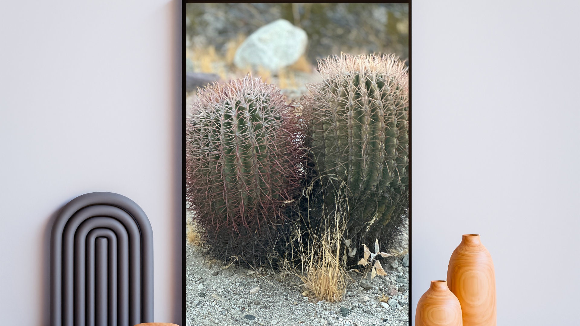 Twin Barrel Cactus | Extra Large Cactus | Biggest Cactus California ...