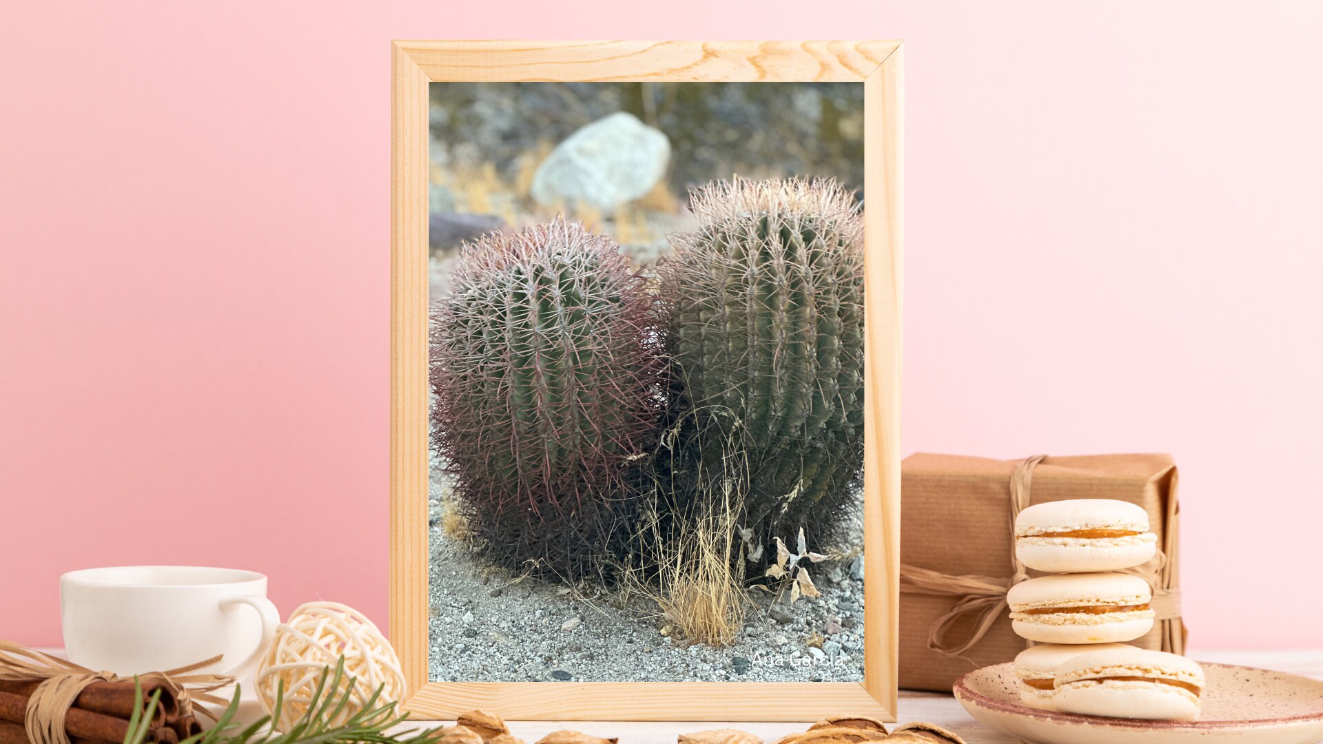 Twin Barrel Cactus | Extra Large Cactus | Biggest Cactus California ...