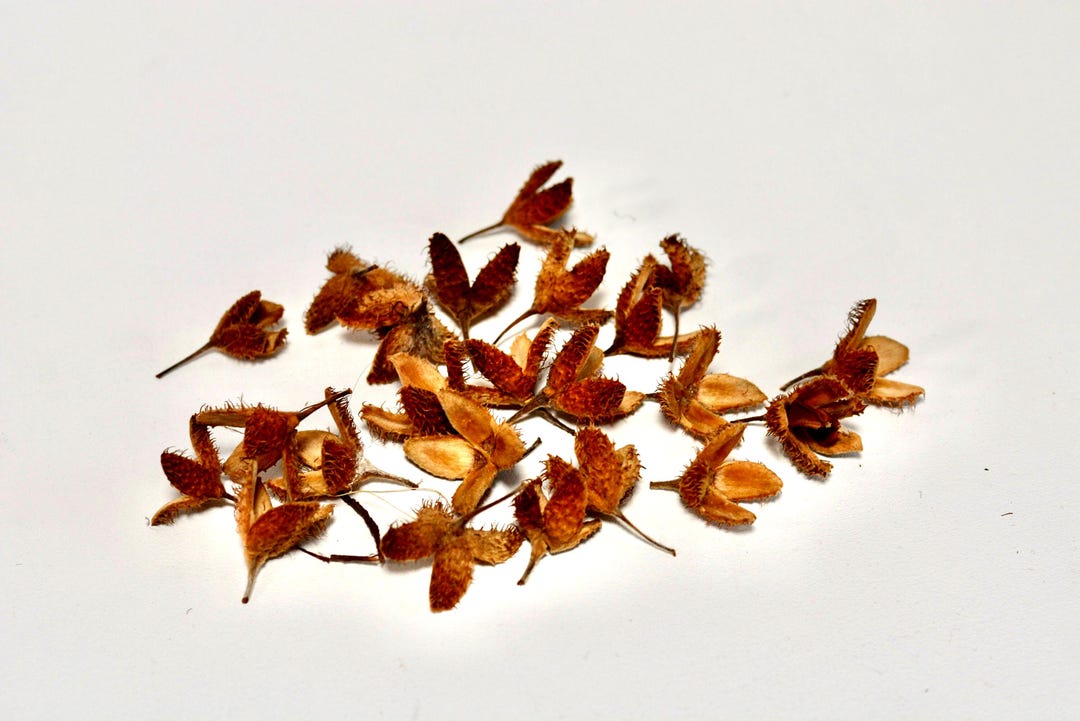Natural Beech Tree Seed Husks for Wreaths, Terrariums, Floristry and ...
