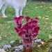 Dried Merlot, Burgundy Coxcomb Bunch, Burgundy Cockscomb, Dried ...