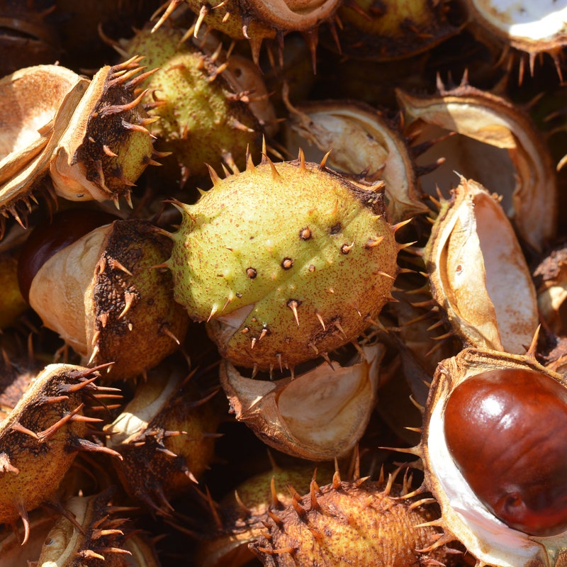 Chestnut Horse Decor - Etsy