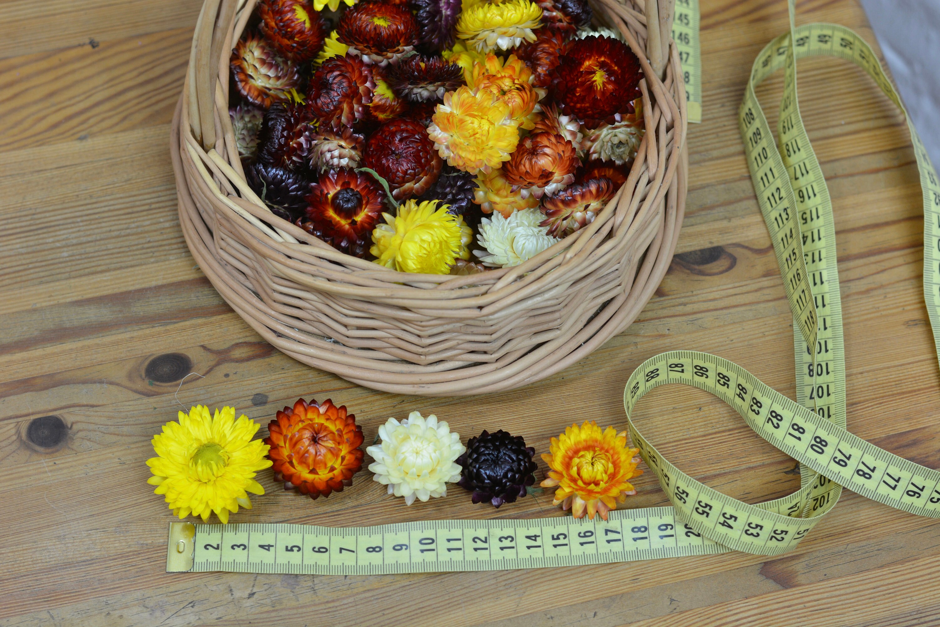 Dried Strawflower Heads 100 Pcs Dried Flowers Florist Supply - Etsy