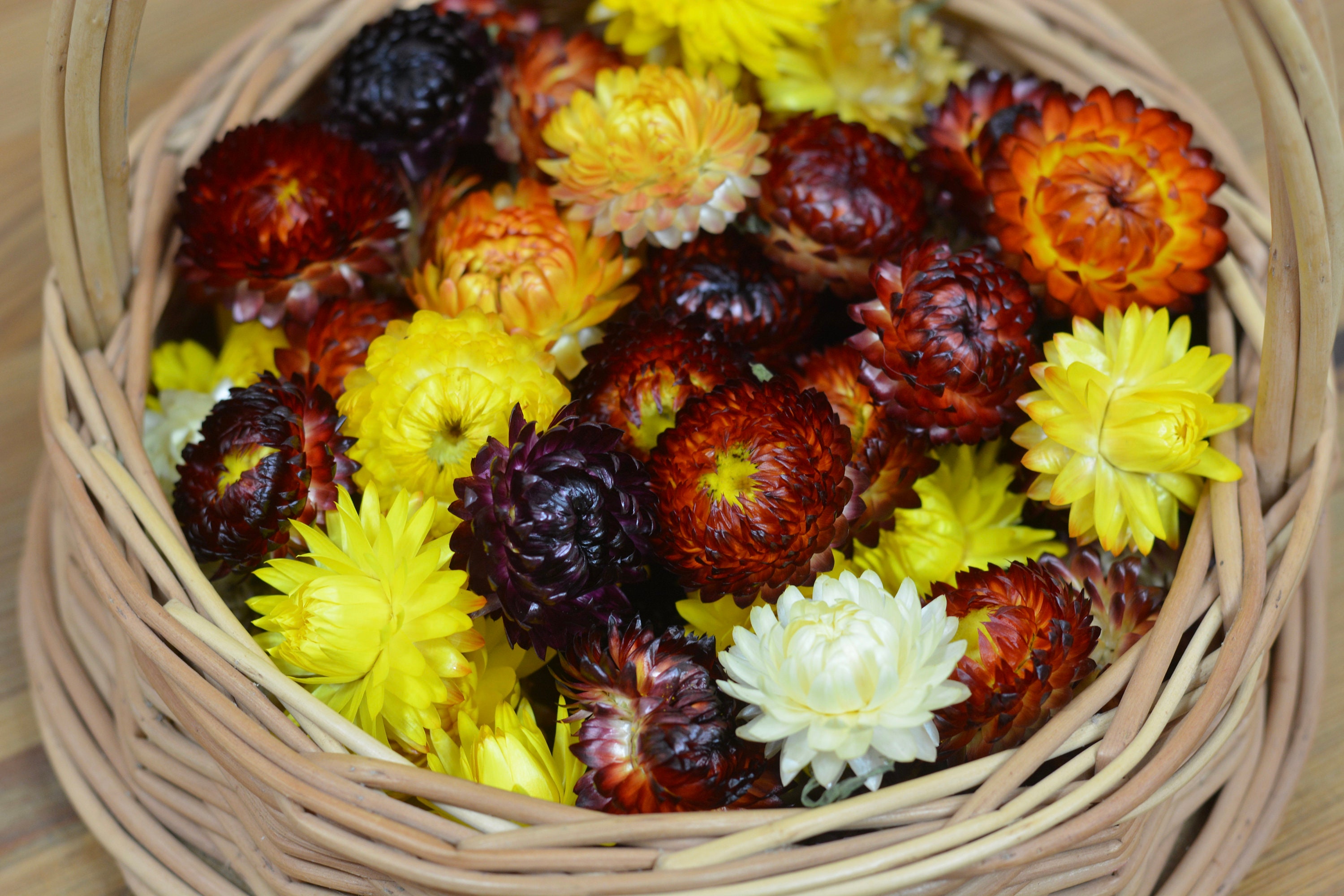 Dried Strawflower Heads 100 Pcs Dried Flowers Florist Supply - Etsy