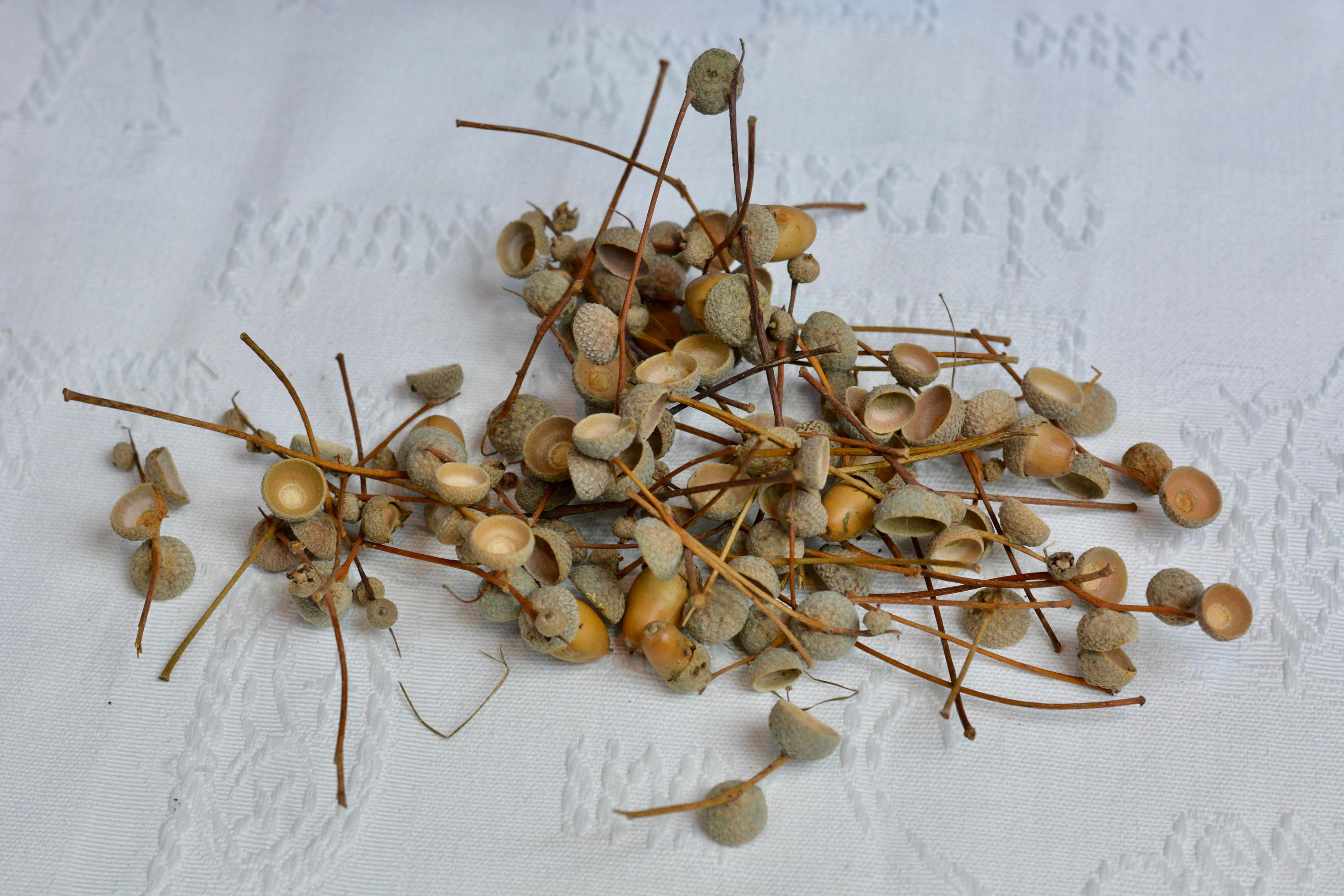 Acorn Caps With Twigs Oak Caps Oak Acorn Caps Oak Nut Tops - Etsy