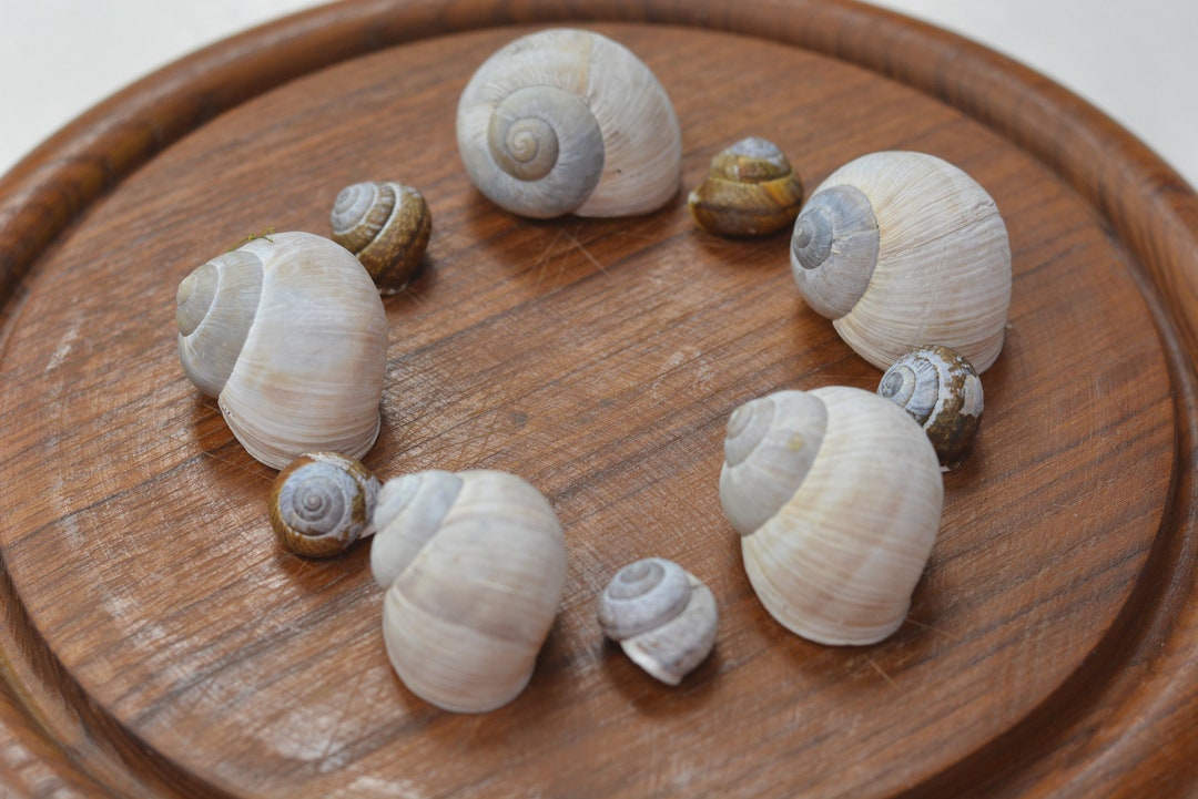 Real Snail Shells 5 Big and 5 Small Snail Shells Natural - Etsy
