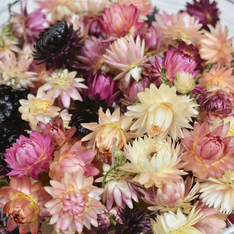 Straw Flowers - Etsy