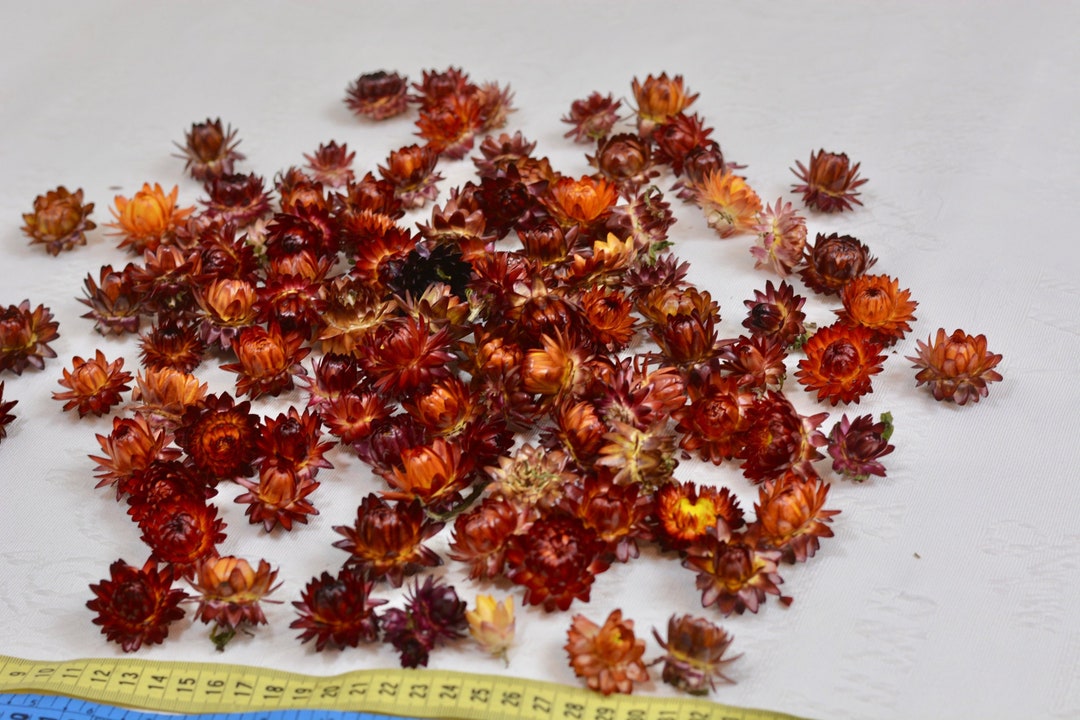 50 Pc's Dried Straw Flower Small Size Heads Dried Flowers - Etsy