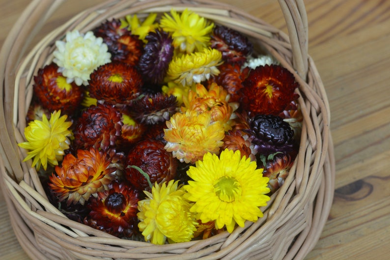 Dried Strawflower Heads 100 Pcs Dried Flowers Florist Supply - Etsy