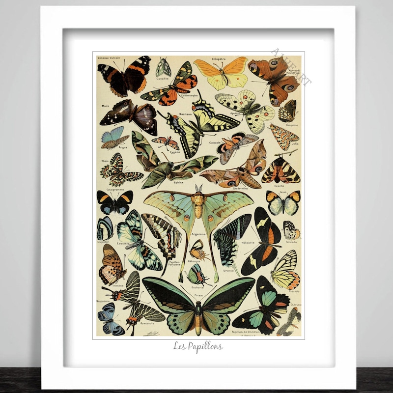 Papillon Angel - Etsy