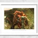 La Belle Dame Sans Mersi by Frank Dicksee. Art Print Knight in Armour ...