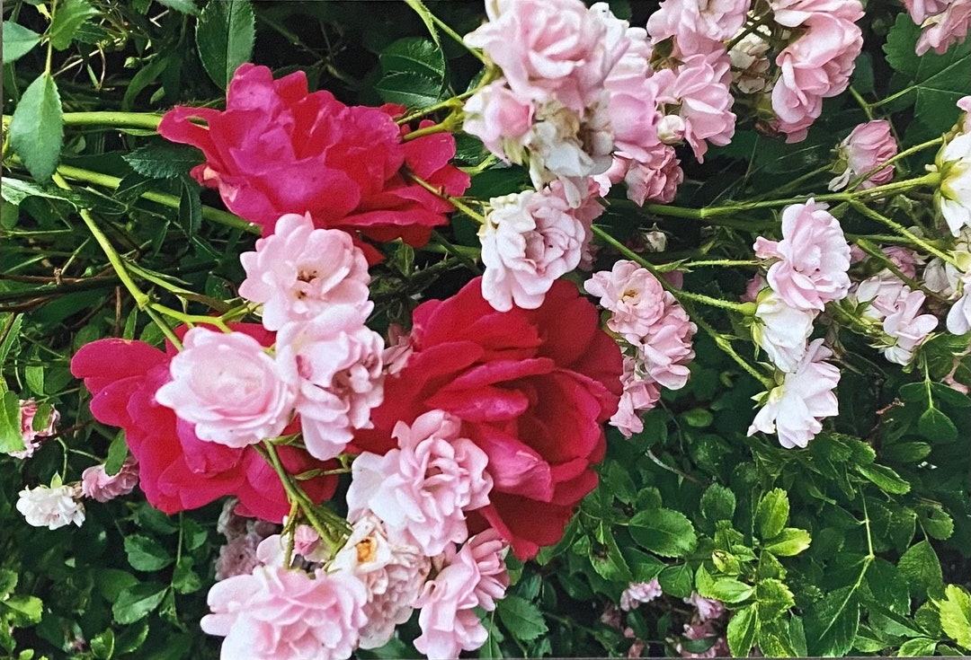 What’s Your Favorite Color Rose Photograph - Etsy