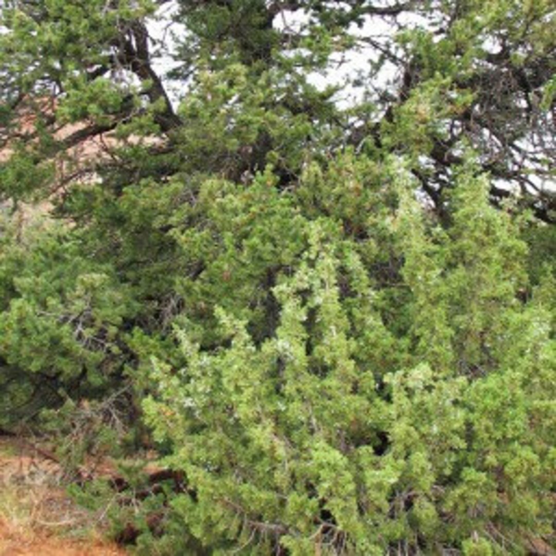 We Co-distill Essential Oil - Etsy