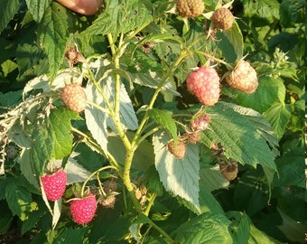 Raspberry Bare Root - Etsy