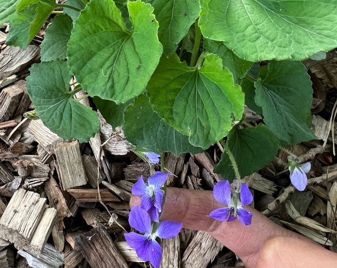 Common Blue Violet ~viola Sororia Seeds~ Wild Form ~ Native Wildflower ...