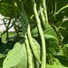 20 Fortex Filet Pole Bean Seeds #A1 - Etsy