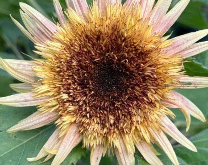 20 Sunflower Astra Rose Cream Seeds - Etsy