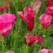 100 Carmine King California Poppy Seeds Perennial / Annual - Etsy