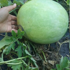 20 Desert King Watermelon Seeds Organic 05 - Etsy