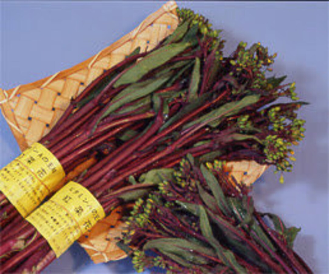 1000 Flowering Brassica Kosaitai Hon Tsai Tai Seeds - Etsy