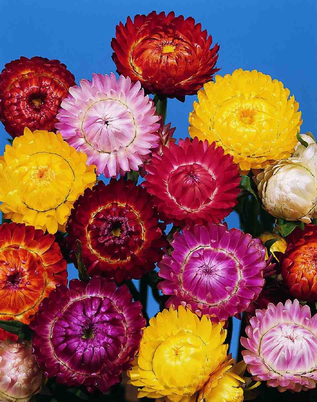 200strawflower Tall Mixed Seeds - Etsy