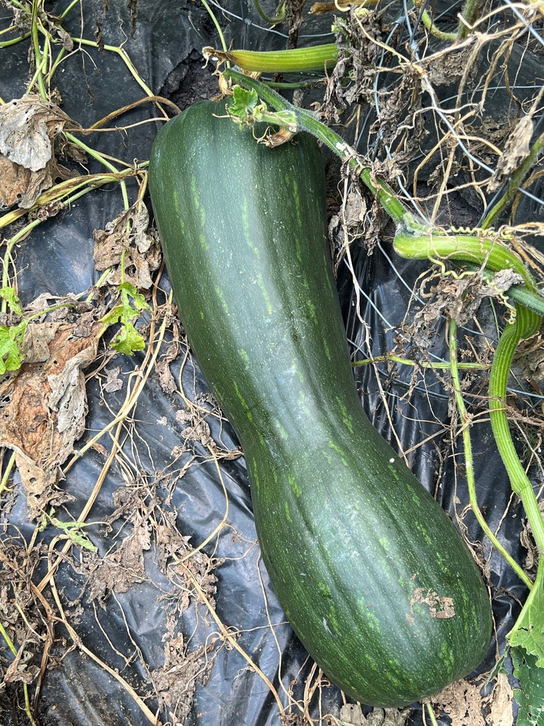 10 Italian Squash Lunga Di Napoli Seeds - Etsy