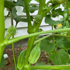 50 Giant Okra Beck's Big Buck Seeds Organic - Etsy