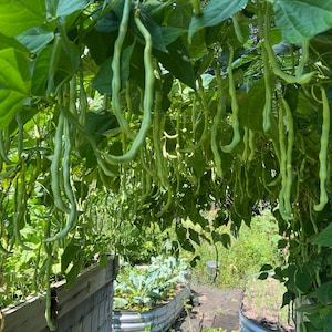 20 Fortex Filet Pole Bean Seeds #A1 - Etsy