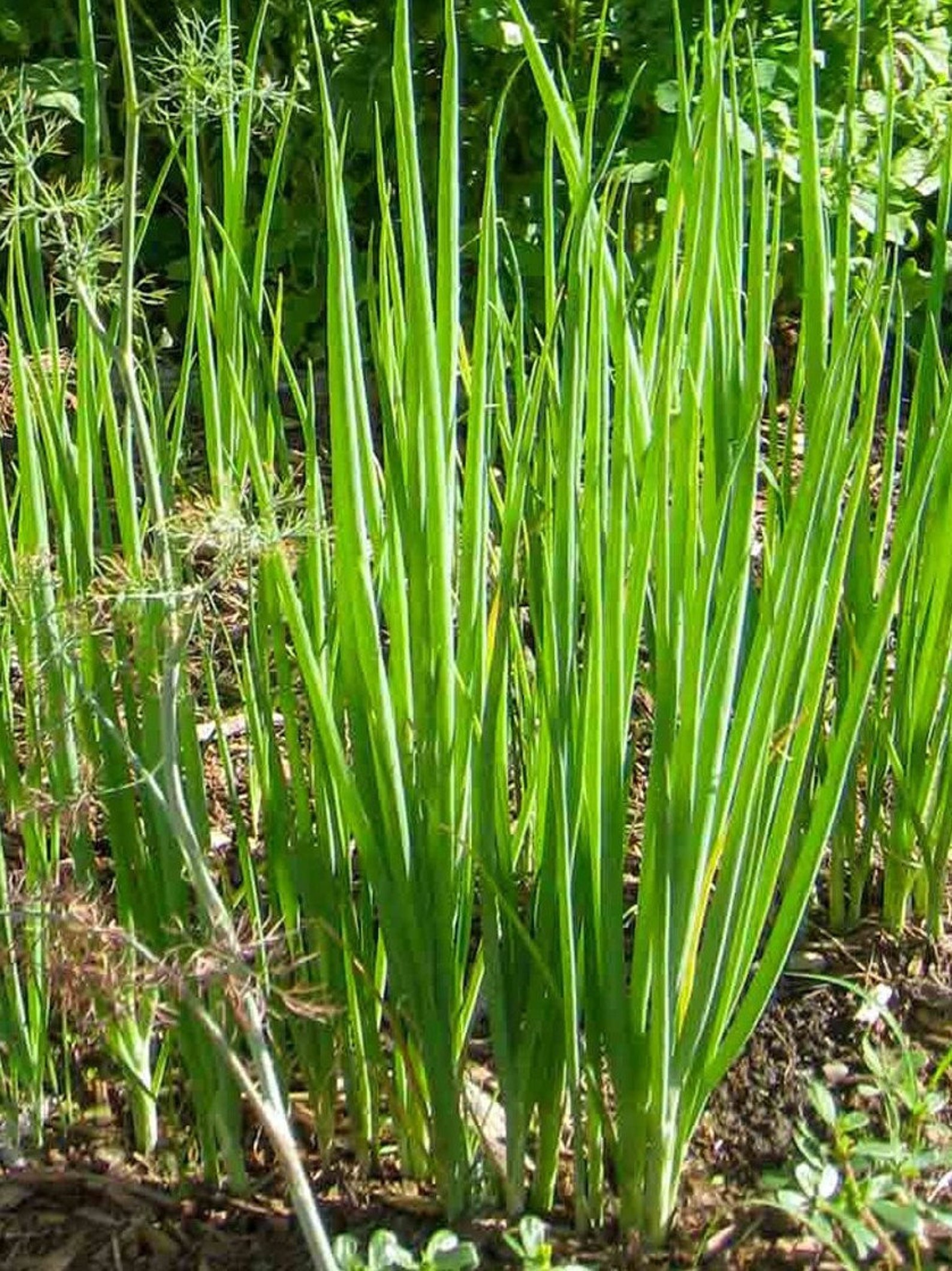 Perennial 50white Japanese Scallion Onion Seeds Zone 4-9 - Etsy