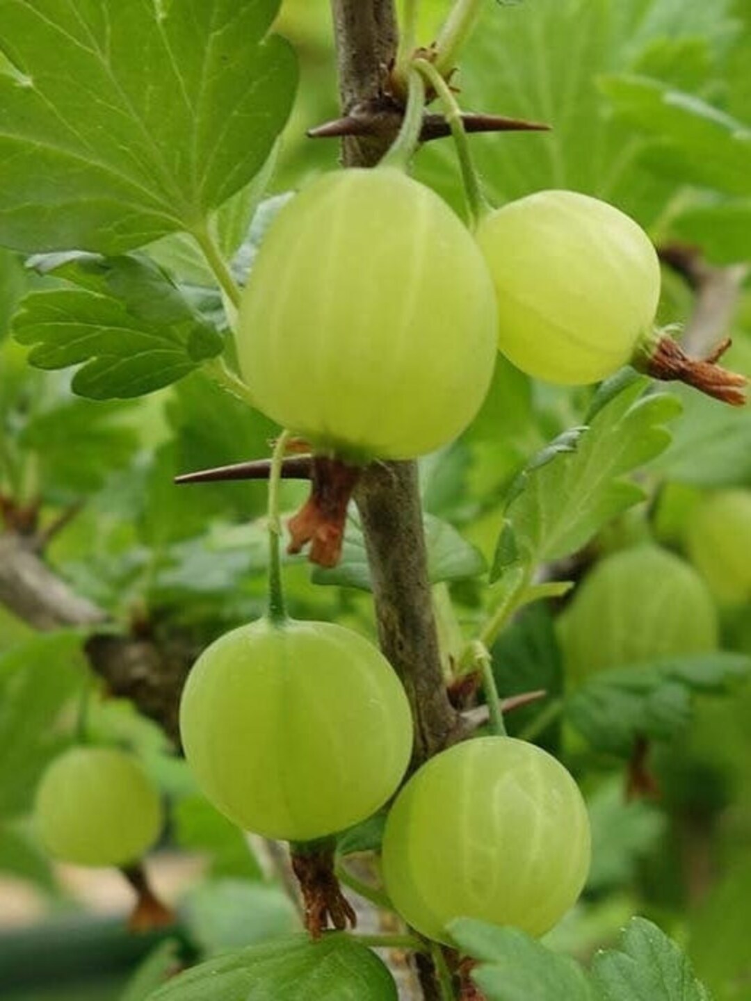 Wild Gooseberry Plant