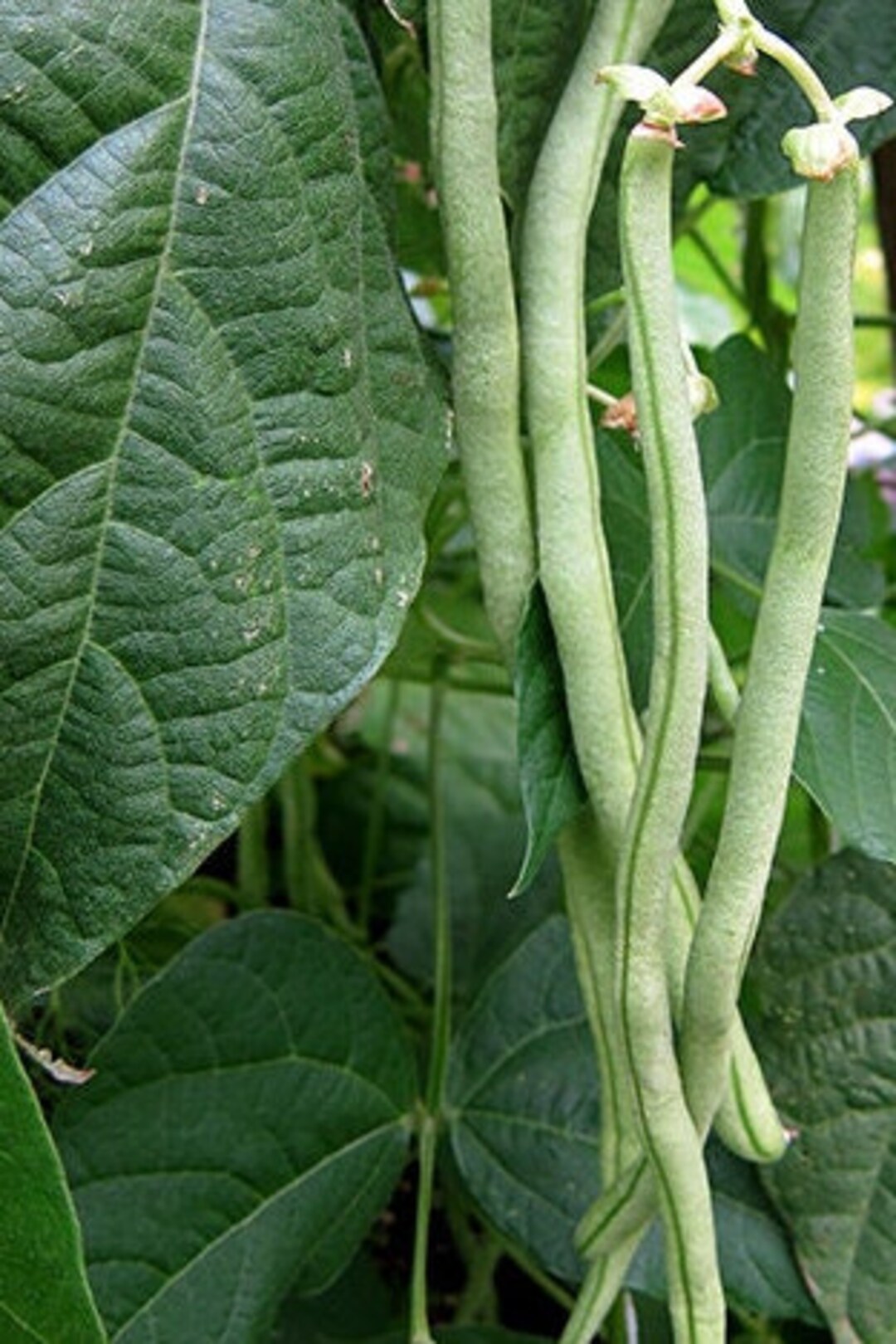 20 Fortex Filet Pole Bean Seeds A1 - Etsy