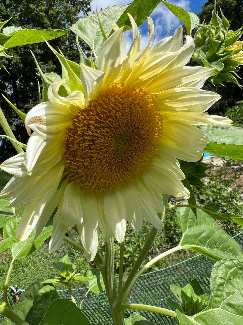 Procut White Lite Sunflower 10 Seeds #07 - Etsy