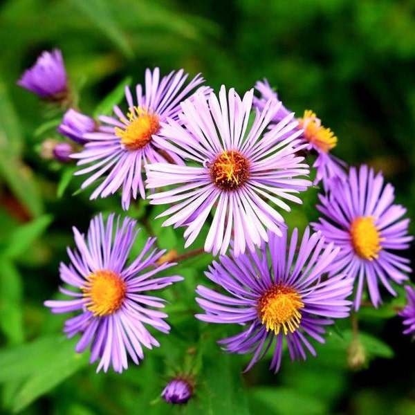 Aster Seeds - Etsy