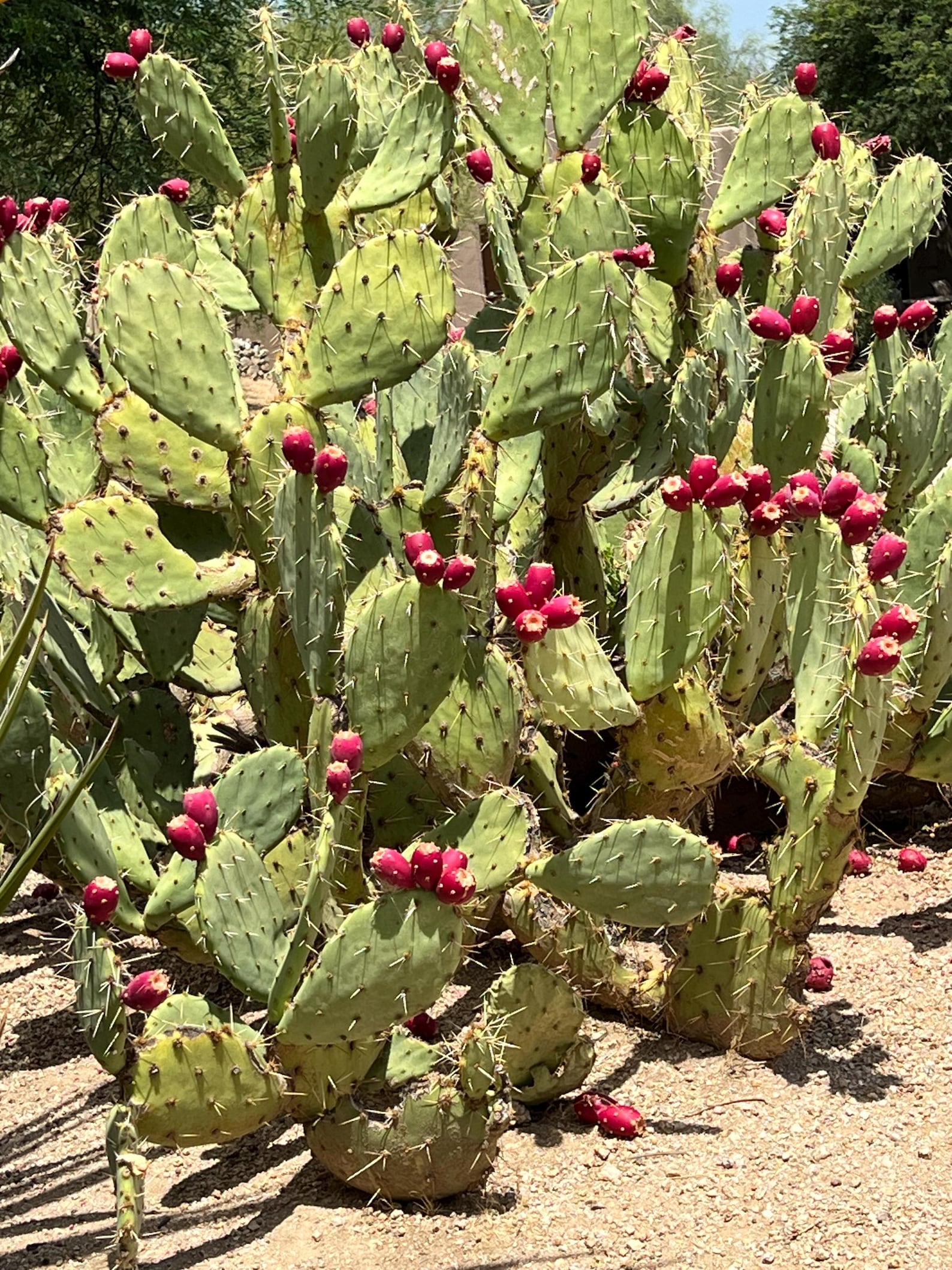 10 Eastern Prickly Pear Seeds - Etsy