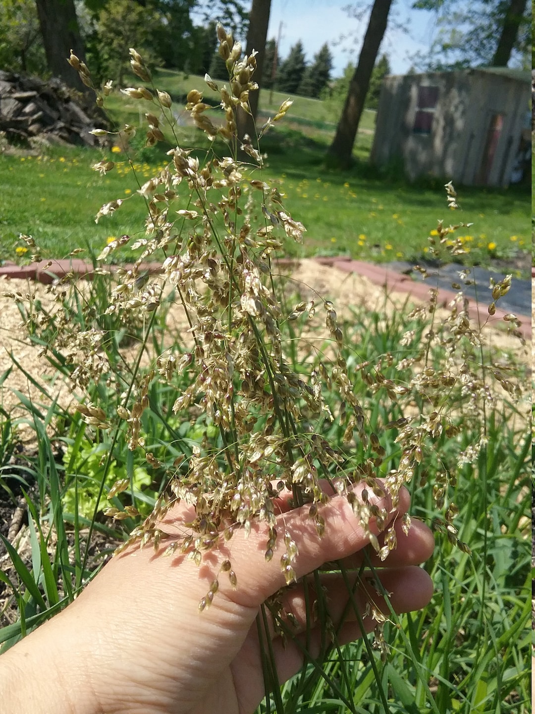 20+ Sweetgrass Hierochloe Odorata Seeds (seeds Need Cold to Germinate ...