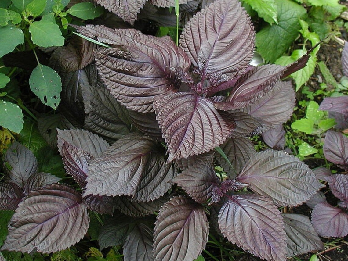 5 Vietnamese Perilla bare root plants | Etsy