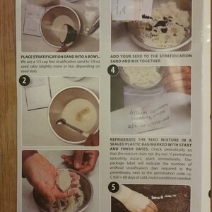 100+ Perennial Poppy Giant Iceland Gartford Seeds Zone 3-9 Seeds Do ...