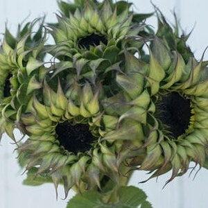 Sunfill™ Purple Sunflower 10 Seeds 09 - Etsy