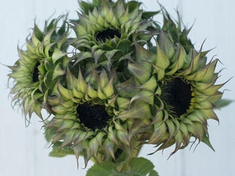 Sunfill™ Purple Sunflower 10 Seeds 09 - Etsy