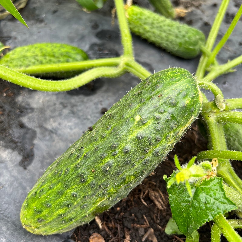 Cool as a Cucumber - Etsy