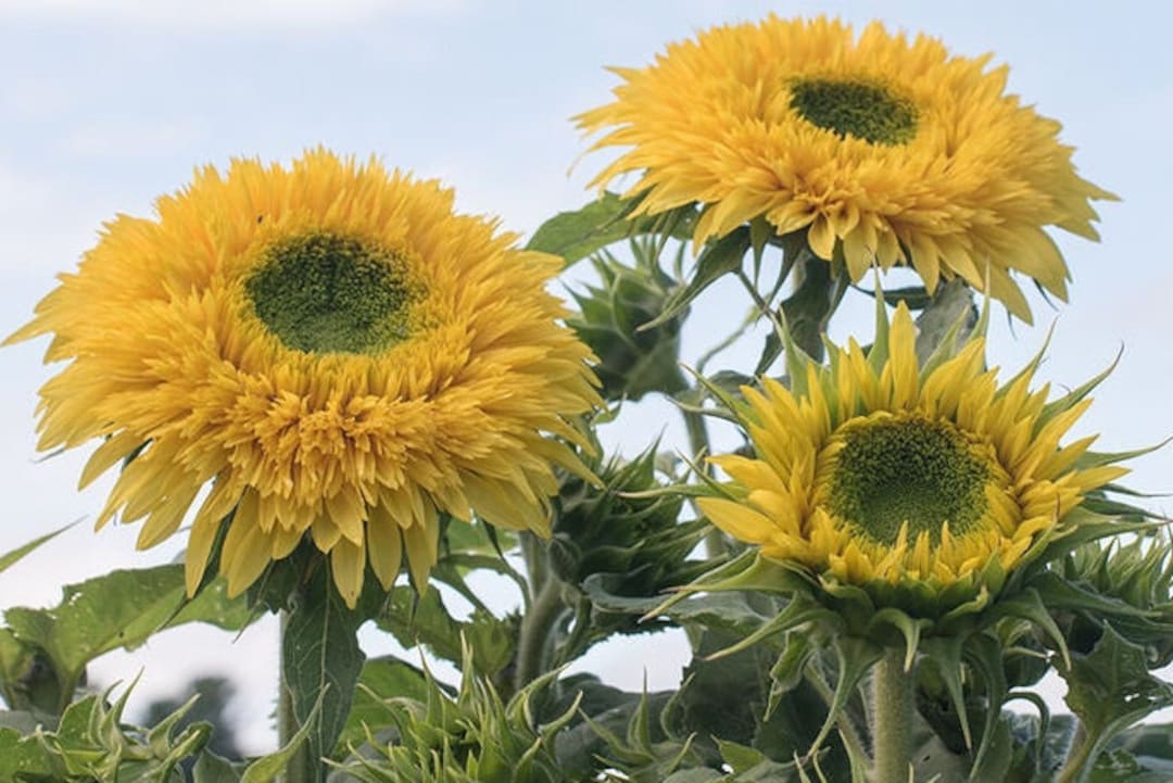10 Lemonade Sunflower Seeds - Etsy