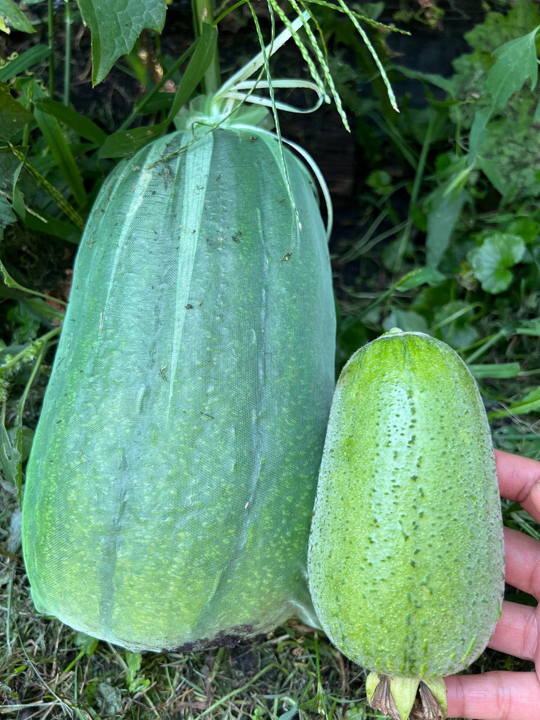 Organic 20 Taiwan Apple Luffa Seed - Etsy