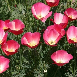 100 Carmine King California Poppy Seeds Perennial / Annual - Etsy