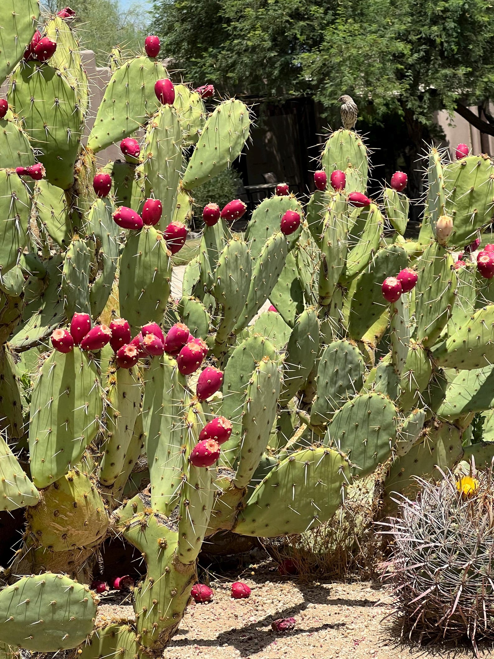 10 Eastern Prickly Pear Seeds - Etsy
