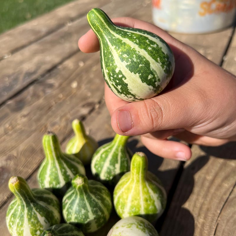 Gourd Seeds - Etsy