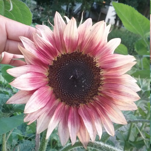 Sunfill™ Purple Sunflower 10 Seeds 09 - Etsy